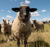 Sheepmowers | UC Davis Arboretum and Public Garden